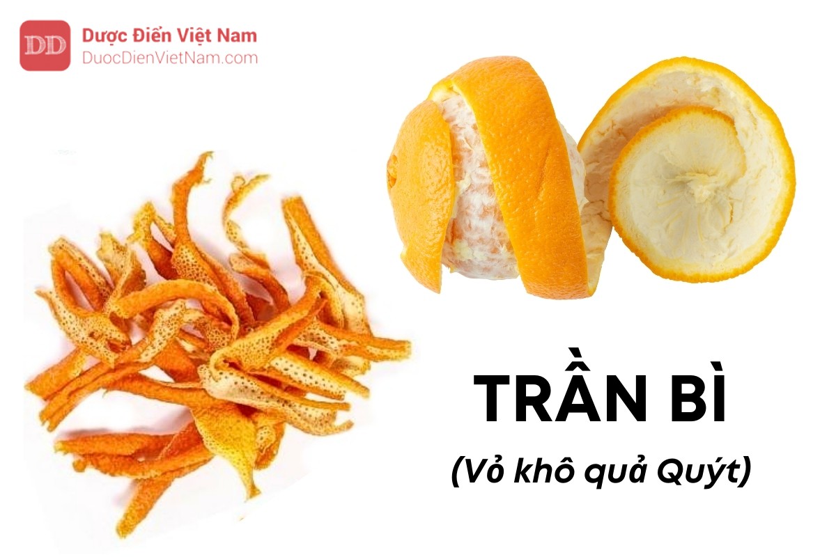 TRẦN BÌ (Pericarpium Citri reticulatae perenne) – Dược Điển Việt Nam 5