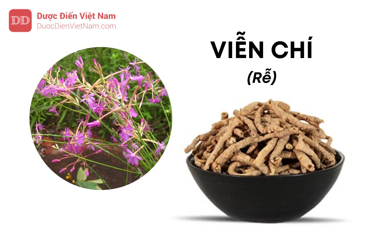 VIỄN CHÍ (Rễ) (Radix Polygalae) – Dược Điển Việt Nam 5