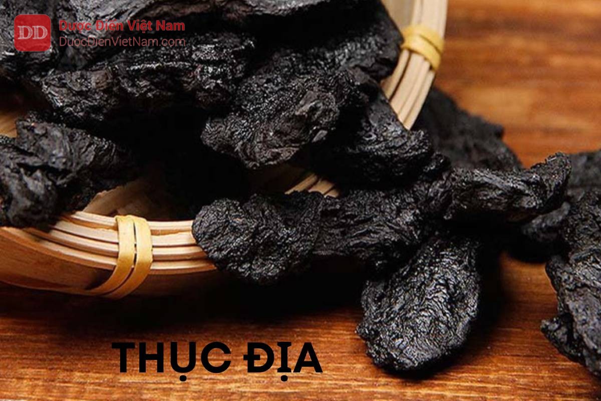 THỤC ĐỊA (Radix Rehmanniae glutinosae praeparata) – Dược Điển Việt Nam 5