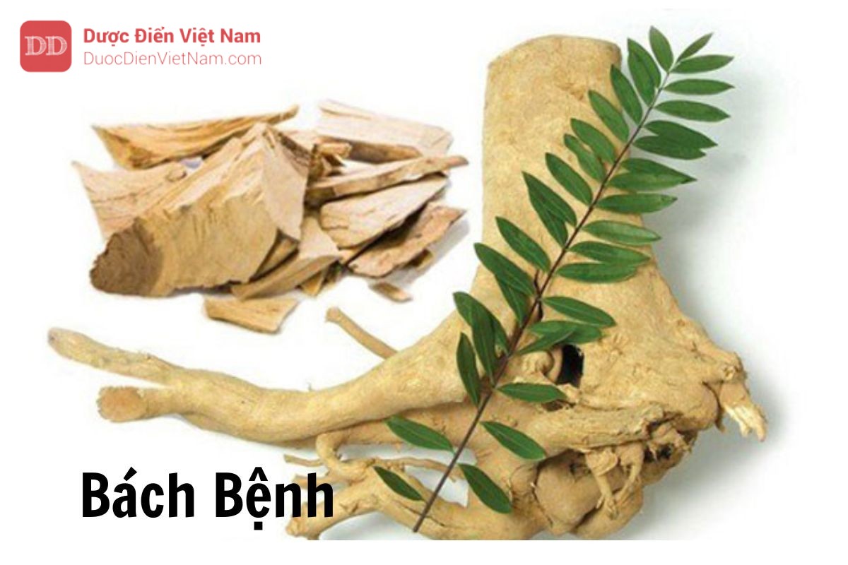 Bách Bệnh (Rễ) (Radix Eurycomae longifoliae) - Dược Điển Việt Nam 5