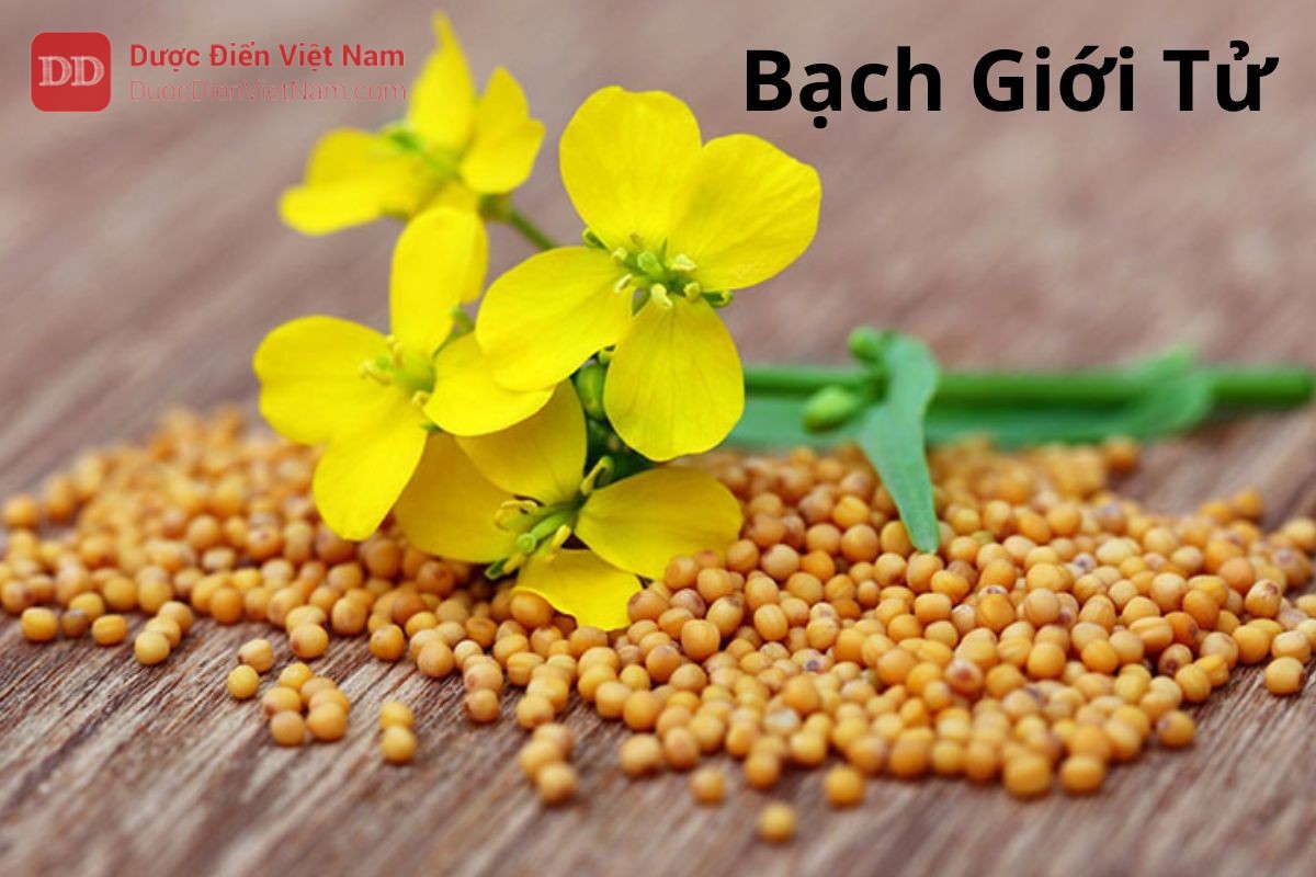 Bạch Giới Tử (Semen Sinapis albae) - Dược Điển Việt Nam 5