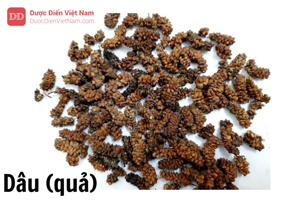 Dâu (Quả) (Fructus Mori albae) - Dược Điển Việt Nam 5
