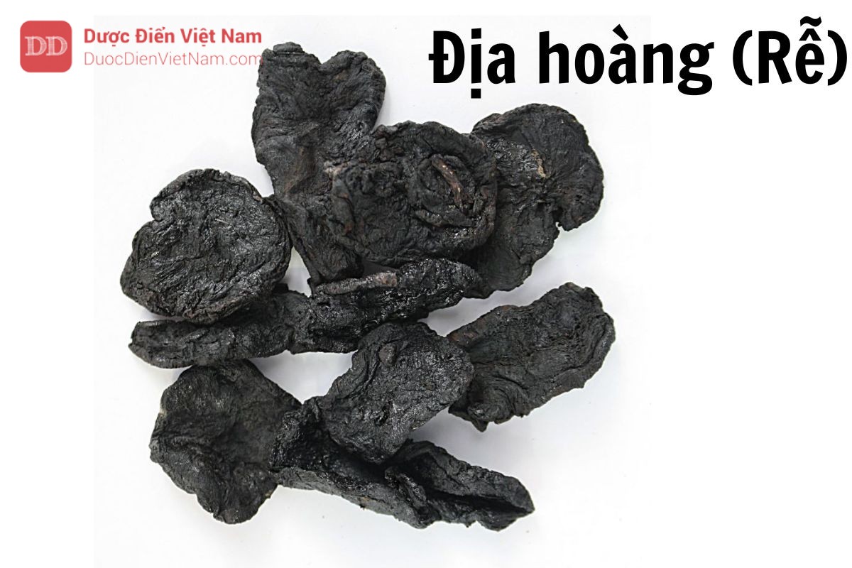 Địa Hoàng (Rễ) (Radix Rehmanniae glutinosae) - Dược Điển Việt Nam 5