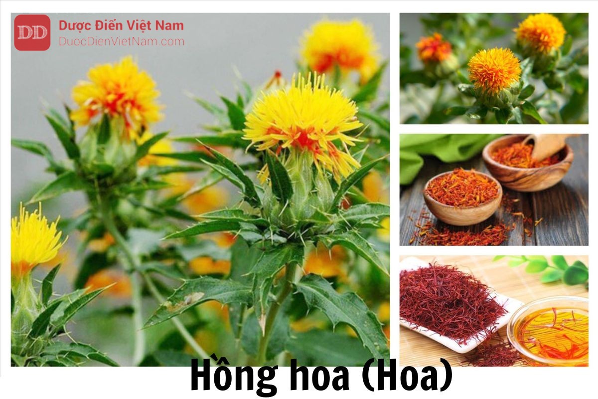Hồng Hoa (Hoa) (Flos Carthami tinctorii) - Dược Điển Việt Nam 5