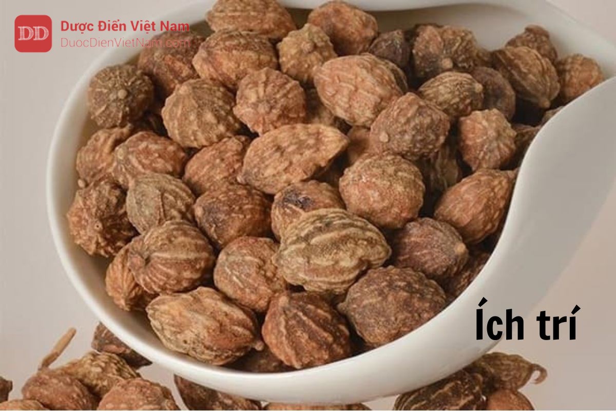 Ích Trí (Quả) (Fructus Alpiniae oxyphyllae) - Dược Điển Việt Nam 5