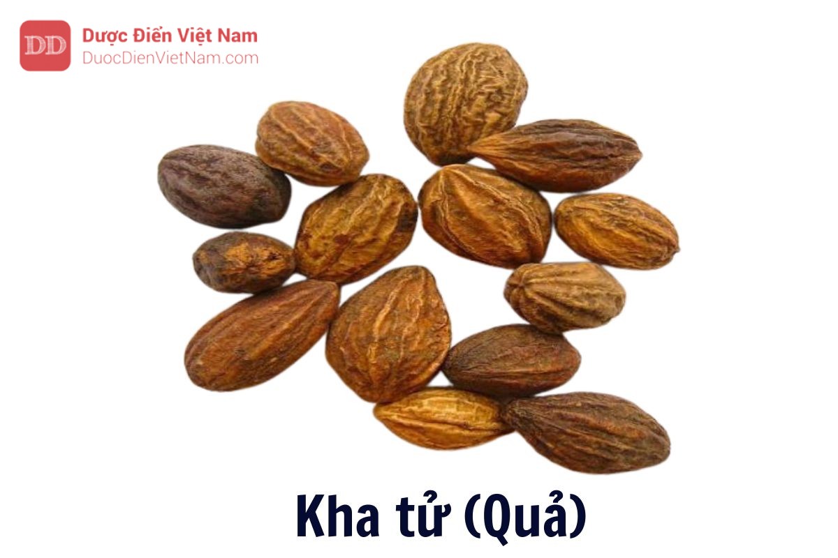 Kha Tử (Fructus Terminaliae chebulae) - Dược Điển Việt Nam 5