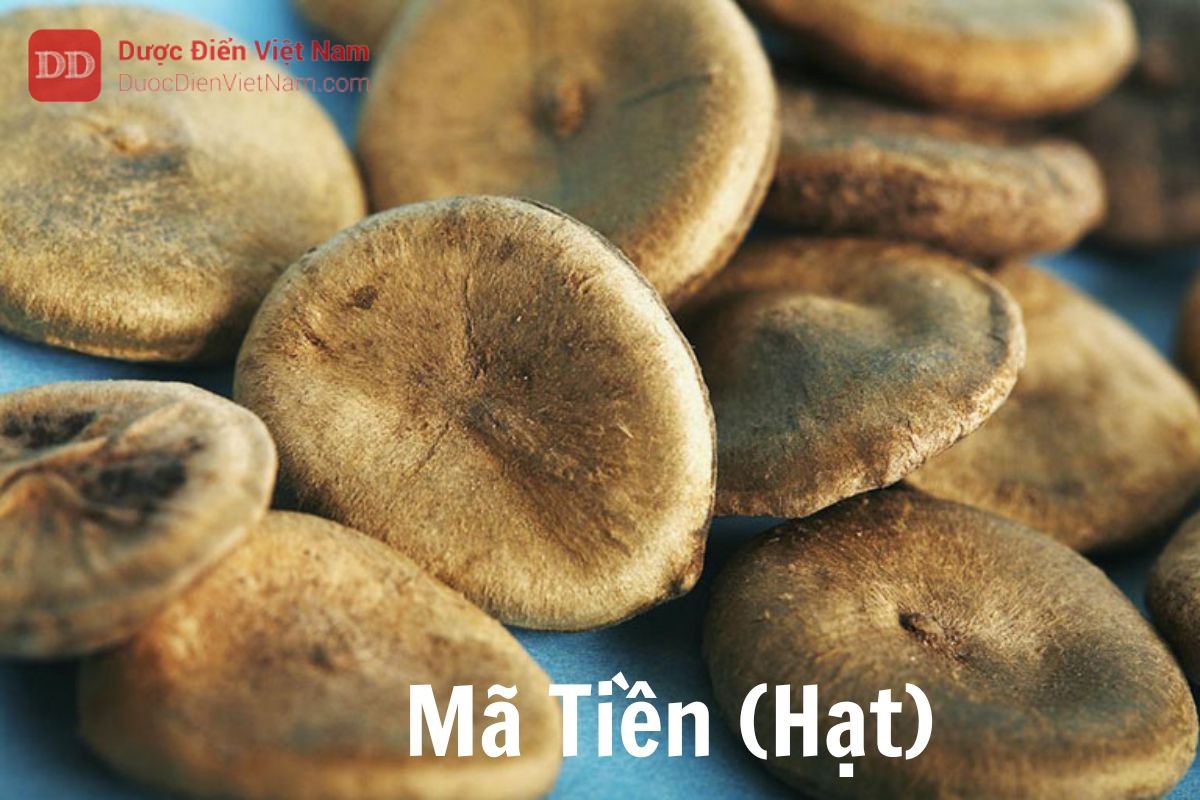 Mã Tiền (Hạt) (Semen Strychni) - Dược Điển Việt Nam 5