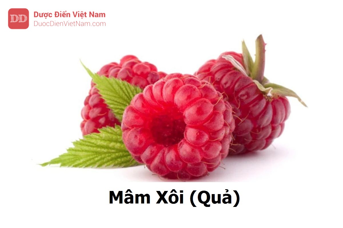 Mâm Xôi (Quả) (Fructus Rubi) - Dược Điển Việt Nam 5