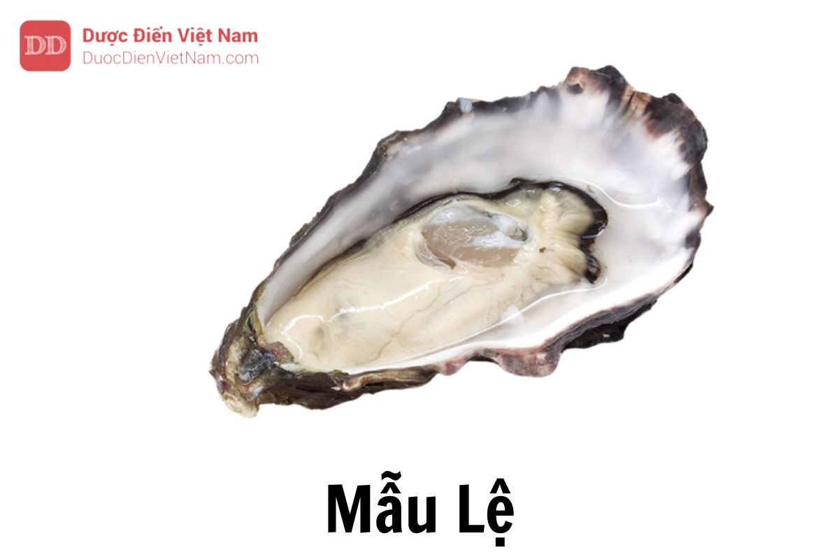 Mẫu Lệ (Concha Ostreae) - Dược Điển Việt Nam 5