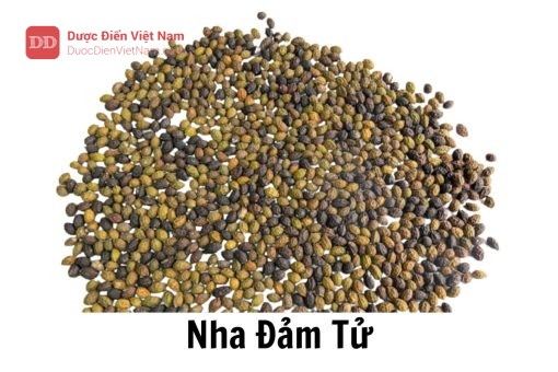 Nha Đảm Tử (Fructus Bruceae javanicae) - Dược Điển Việt Nam 5