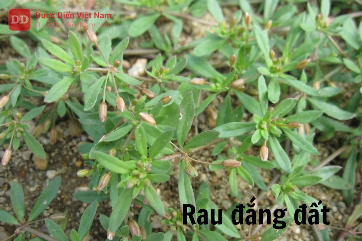 Rau Đắng Đất (Herba Glini oppositifolii) - Dược Điển Việt Nam 5