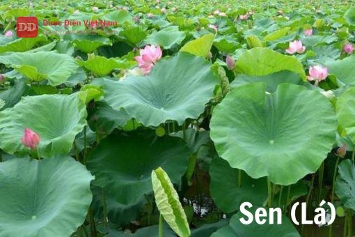 Sen (Lá) (Folium Nelumbinis nuciferae) - Dược Điển Việt Nam 5