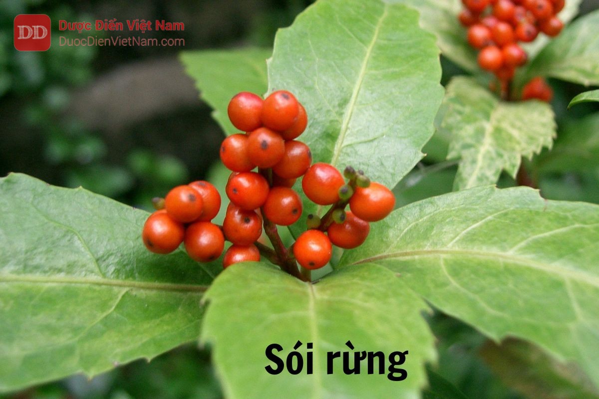 Sói Rừng (Herba Sarcandrae glabrae) - Dược Điển Việt Nam 5