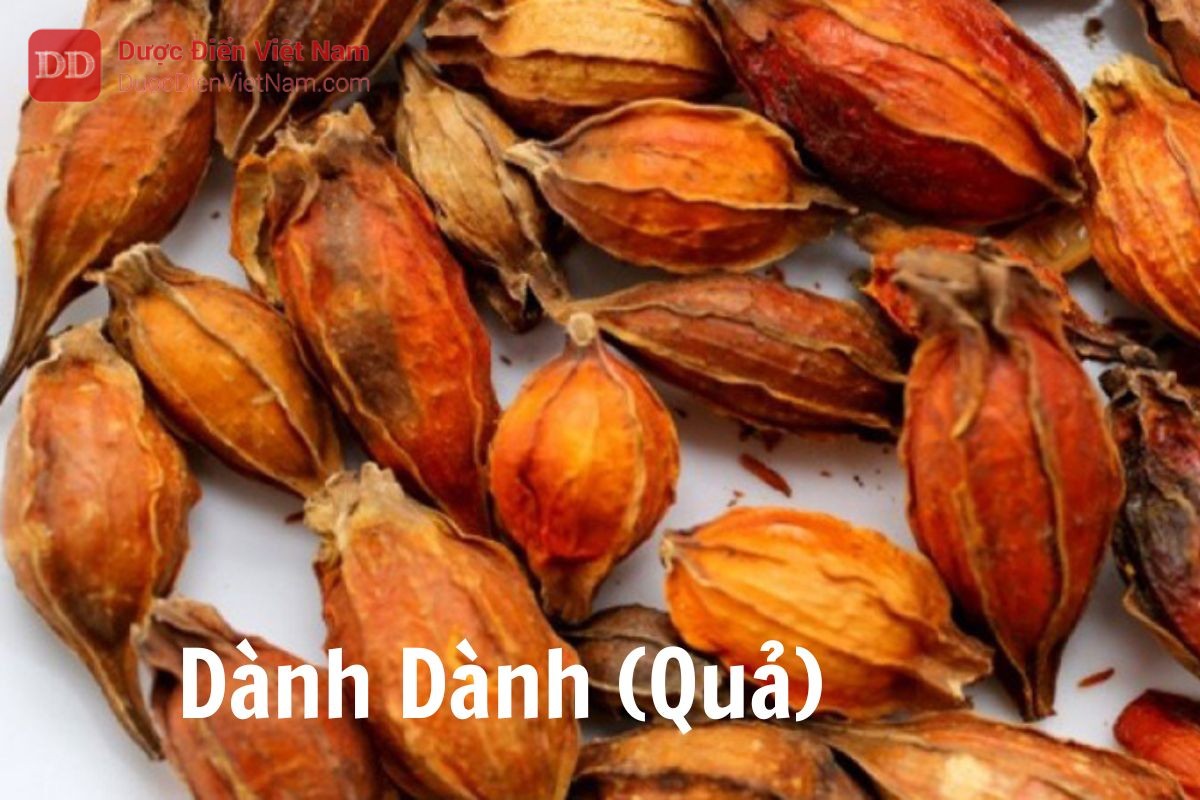 Dành Dành (Quả) (Fructus Gardeniae) - Dược Điển Việt Nam 5