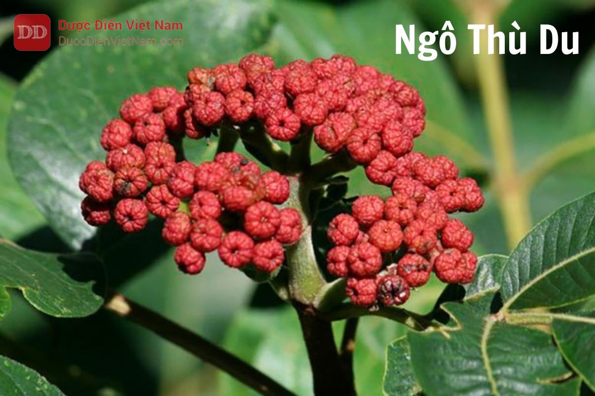 Ngô Thù Du (Quả) (Fructus Evodiae rutaecarpae) - Dược Điển Việt Nam 5