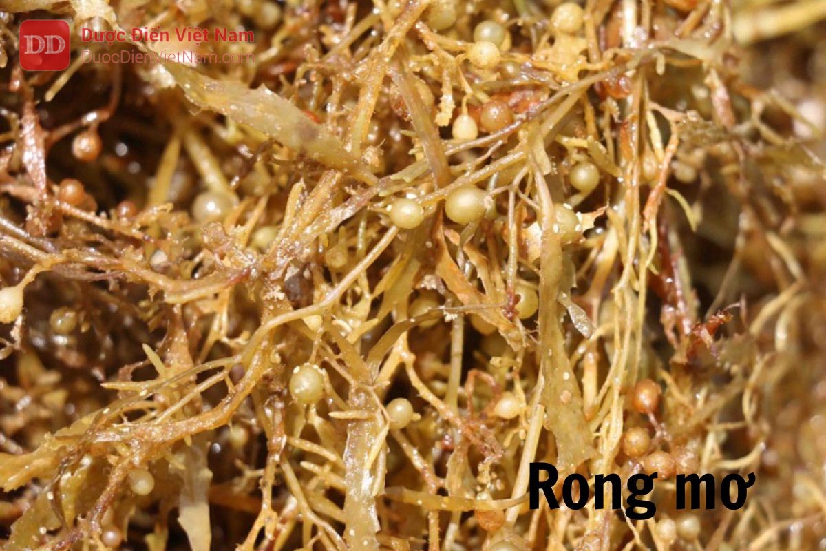 Rong Mơ (Sargassum) - Dược Điển Việt Nam 5