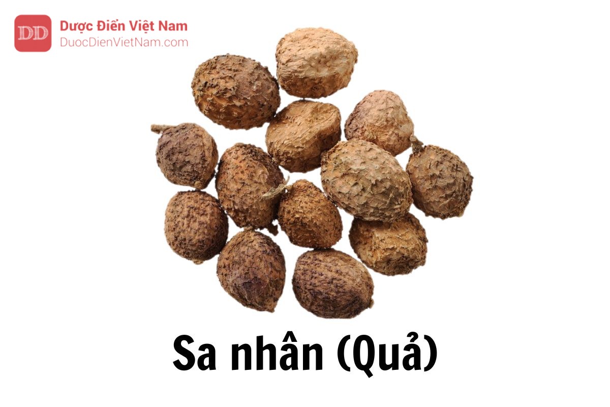 Sa Nhân (Quả) (Fructus Amomi) - Dược Điển Việt Nam 5