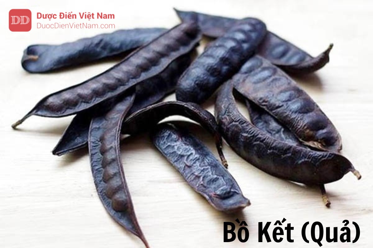 Bồ Kết (Quả) (Fructus Gleditsiae australis) - Dược Điển Việt Nam 5
