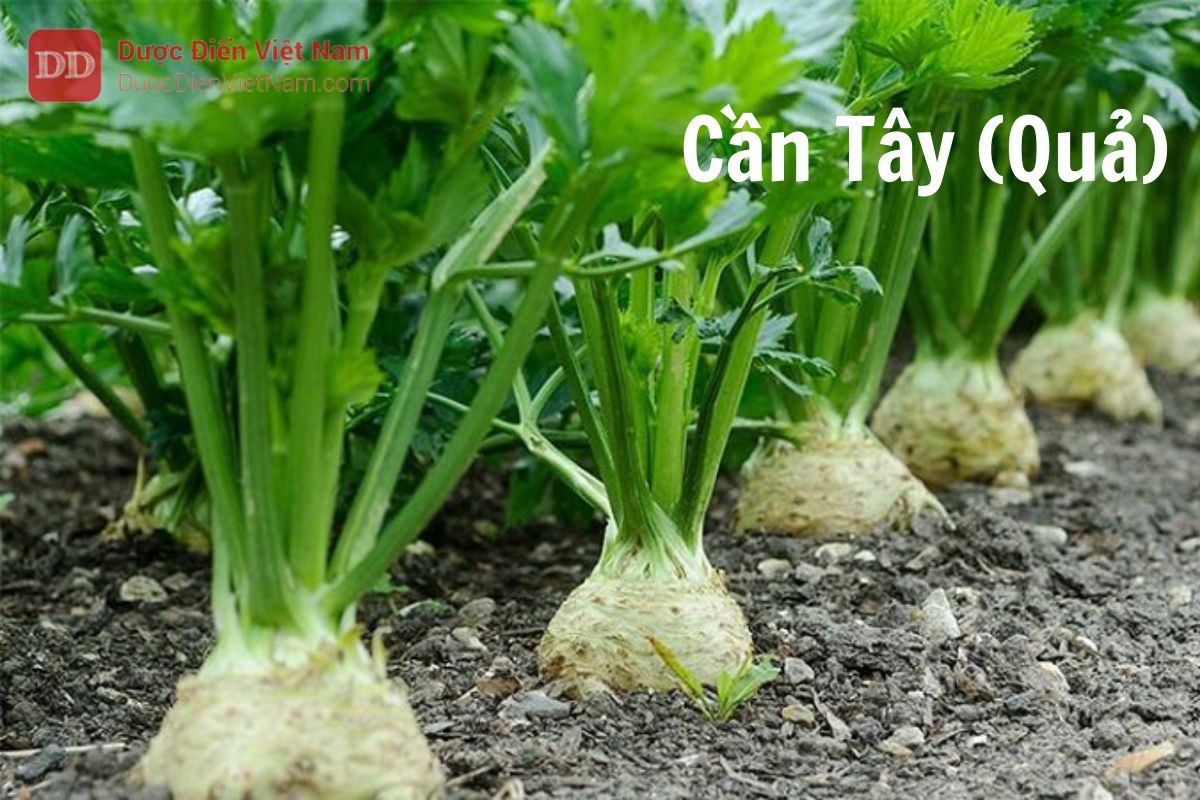 Cần tây (quả) (Fructus Apii graveolens) - Dược Điển Việt Nam 5