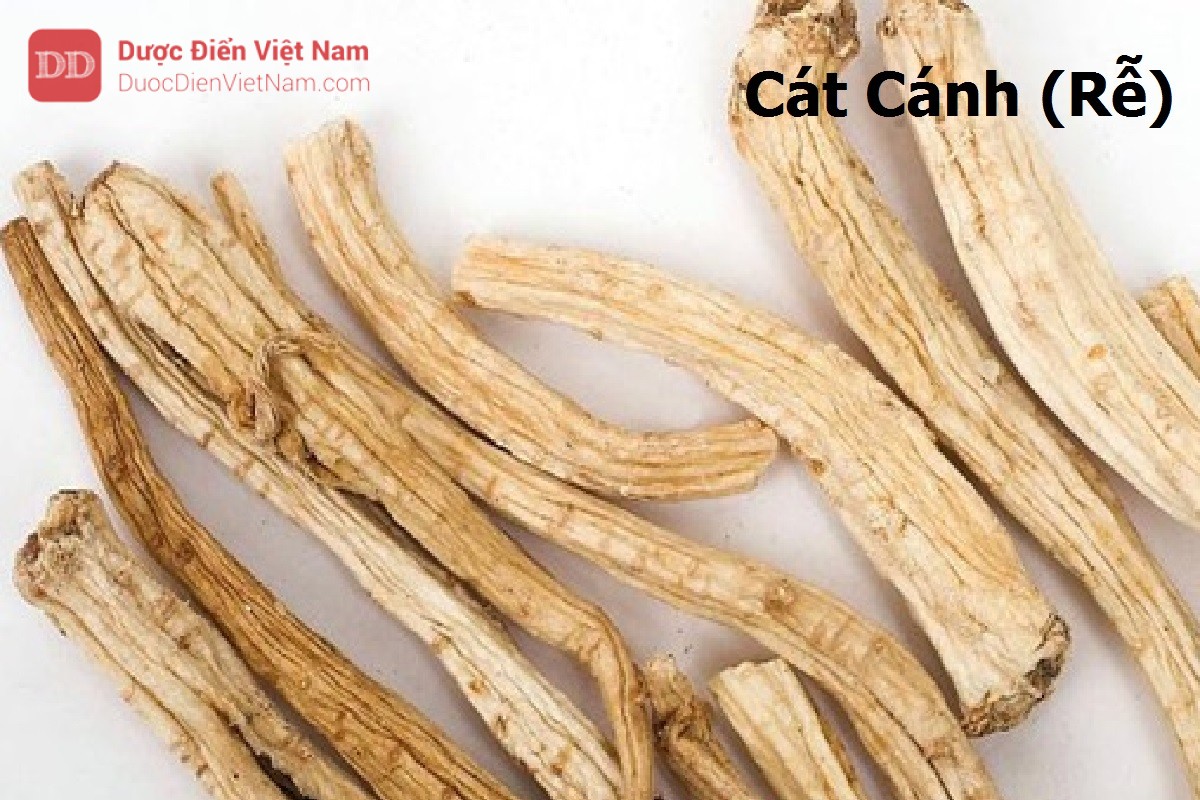 Cát Cánh (Rễ) (Radix Platycodi grandiflori) - Dược Điển Việt Nam 5