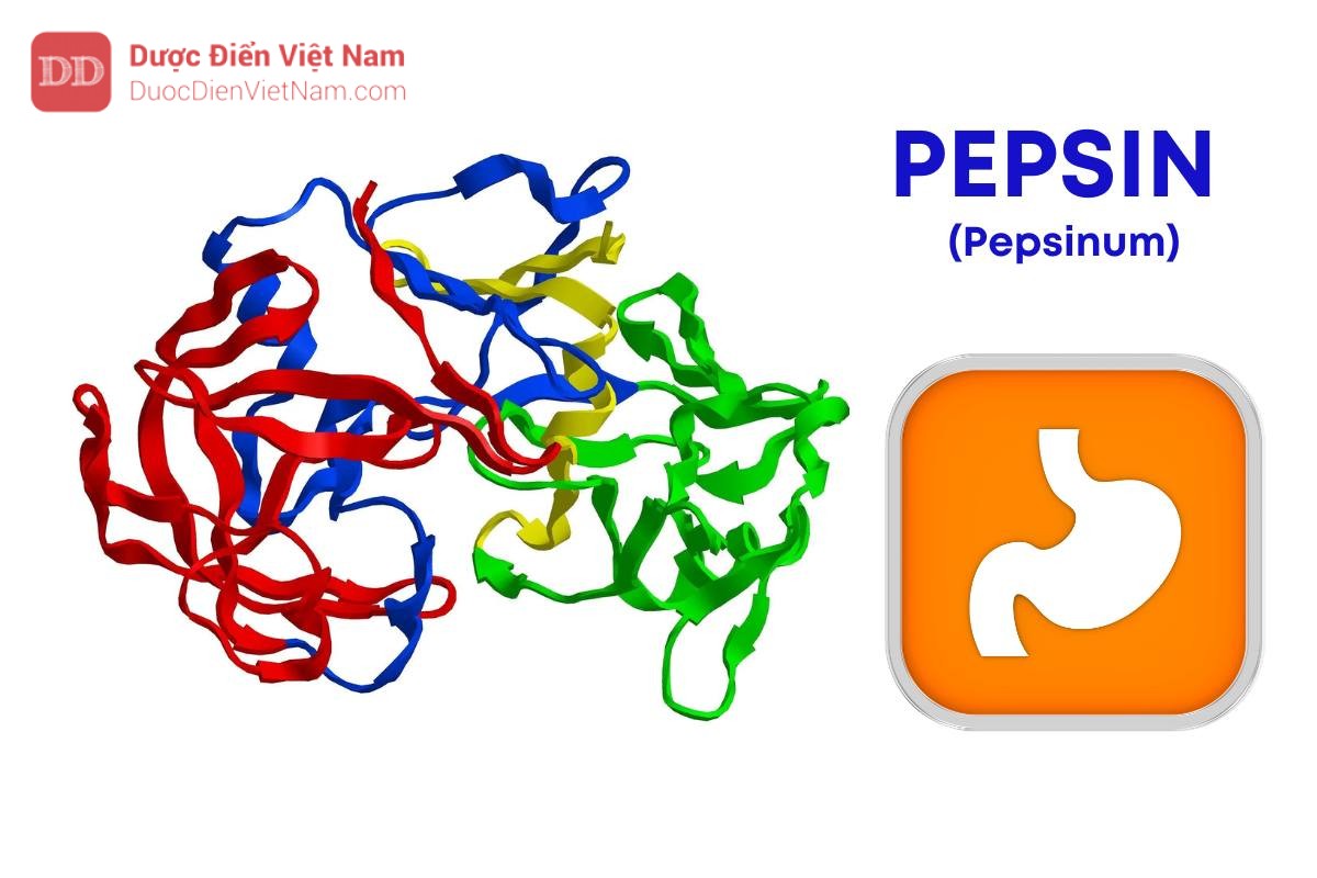 PEPSIN (Pepsinum) – Dược Điển Việt Nam 5