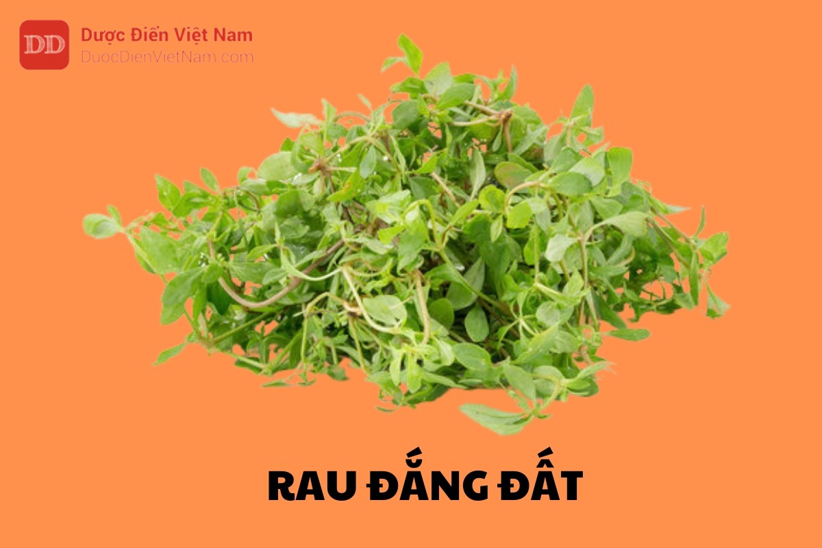 Rau Đắng Đất - Dược Điển Việt Nam 5 bản bổ sung